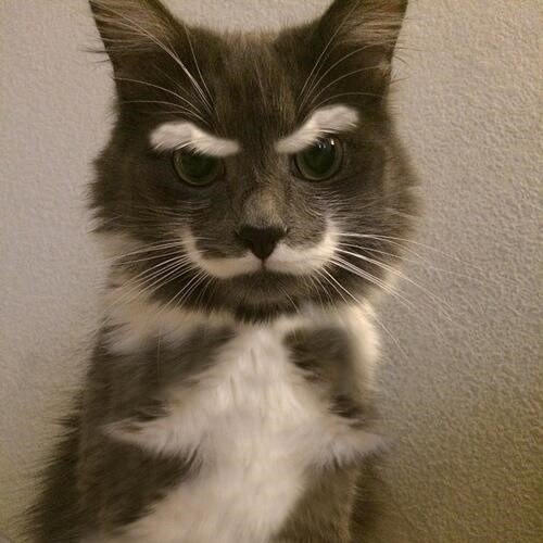 Mustache Kitty | Kittens Whiskers