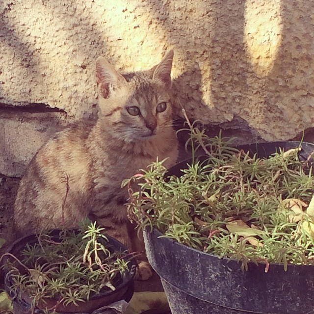 Yellow Kitty in the Sunlight | Kittens Whiskers