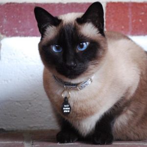 The Siamese Cat - An Iconic Breed | Kittens Whiskers