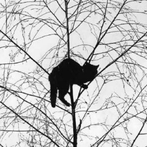 How to Get Your Cat Down Out of a Tree | Kittens Whiskers