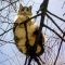 How to Get Your Cat Down Out of a Tree | Kittens Whiskers
