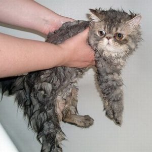 How to Wash A Cat | Kittens Whiskers