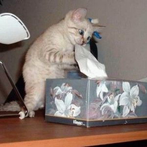 Achoo! Please Pass Me A Tissue | Kittens Whiskers