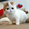 The Welsh Corgi of Cats - The Munchkin | Kittens Whiskers