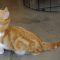 The Welsh Corgi of Cats - The Munchkin | Kittens Whiskers