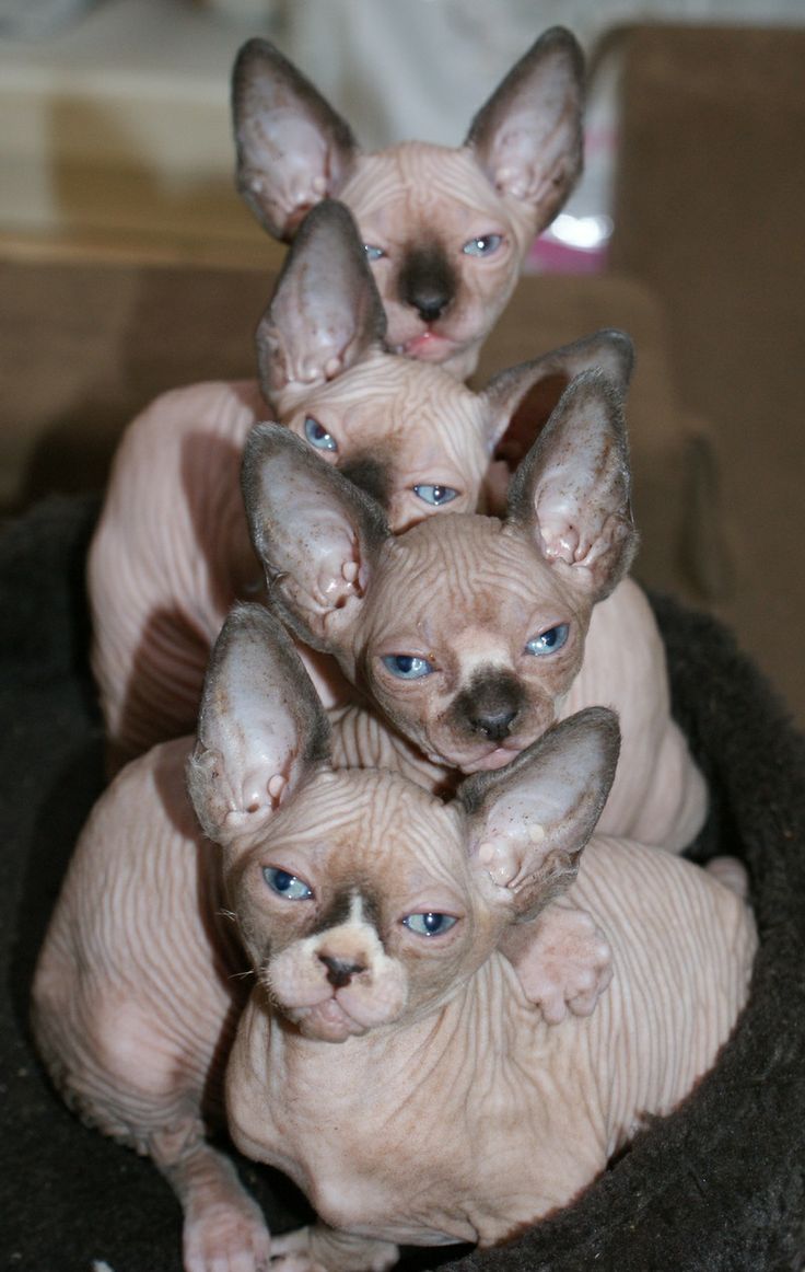 The Hairless Sphynx Cat | Kittens Whiskers