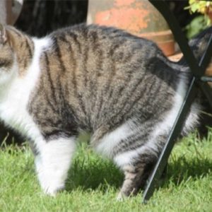 Why Cats Spray and How to Prevent It | Kittens Whiskers