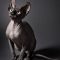 The Hairless Sphynx Cat | Kittens Whiskers
