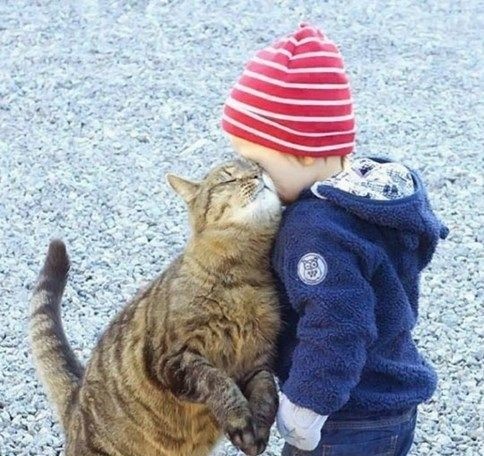I Love My Hooman | Kittens Whiskers