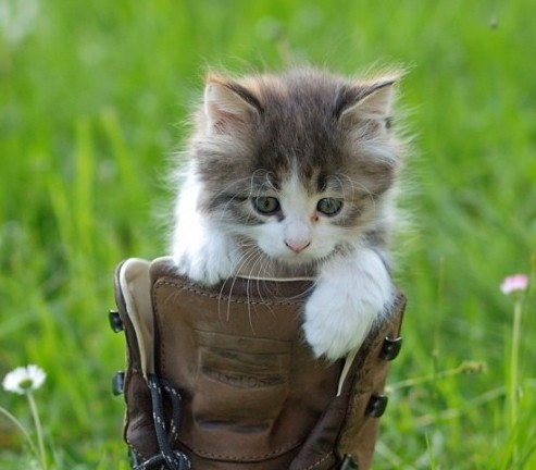 Puss in Boots, The Master Cat | Kittens Whiskers