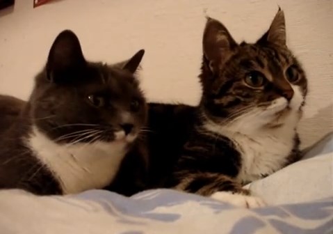 A Cute Conversation Between Two Cats