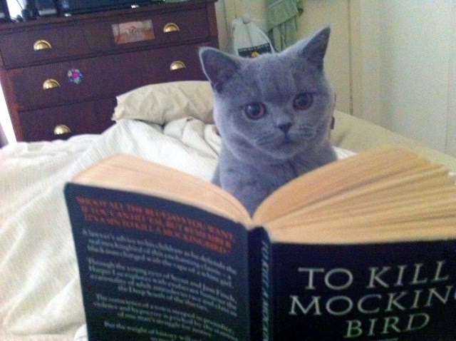To Kill A Mockingbird | Kittens Whiskers