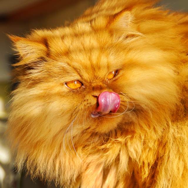 Caring For The Persian Cat | Kittens Whiskers