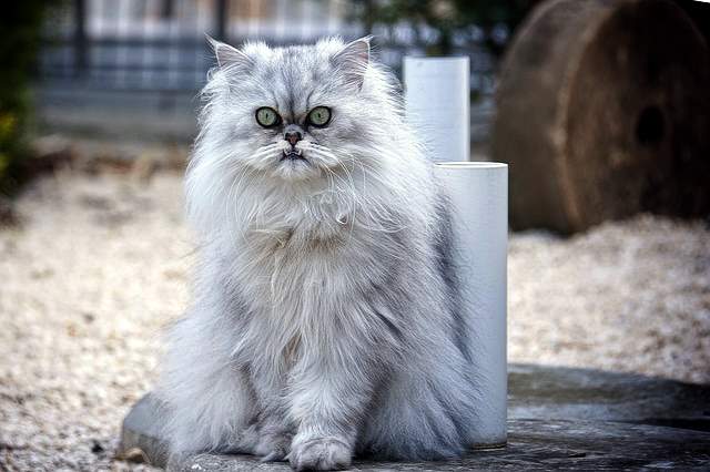 Caring For The Persian Cat | Kittens Whiskers