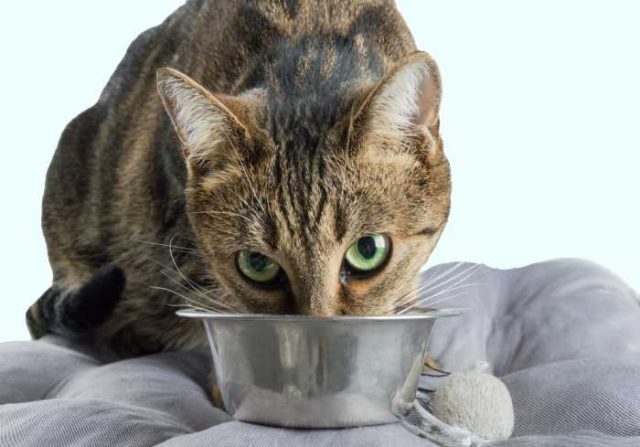 Making Kitty's Mealtime Meowrvelous! | Kittens Whiskers
